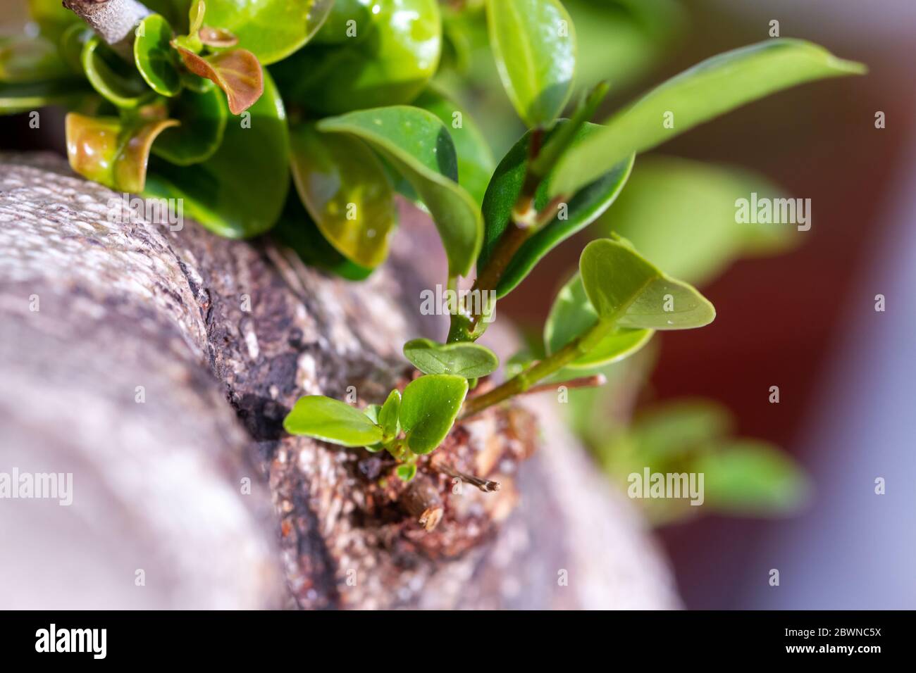 Nature rebirth with small ficus leaves emerging Stock Photo - Alamy