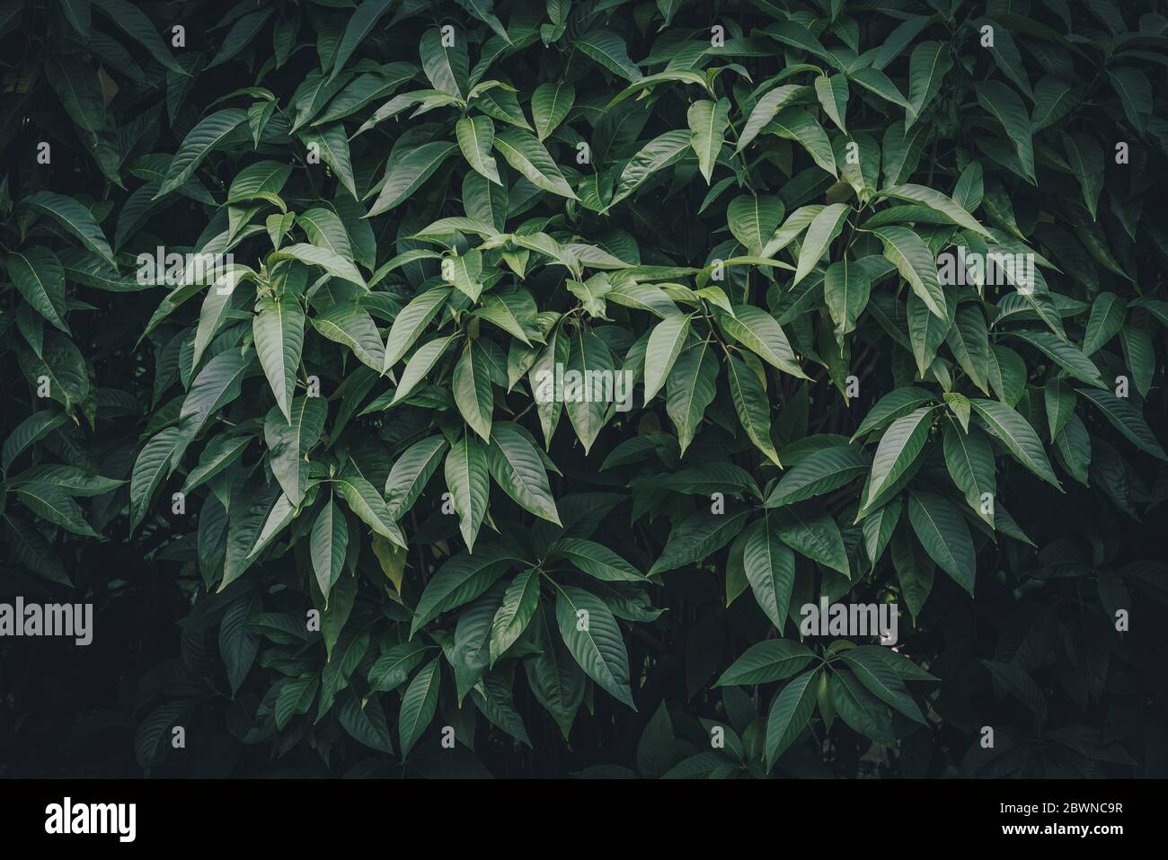 Greenish background of an evergreen shrub with long leaves Stock Photo ...