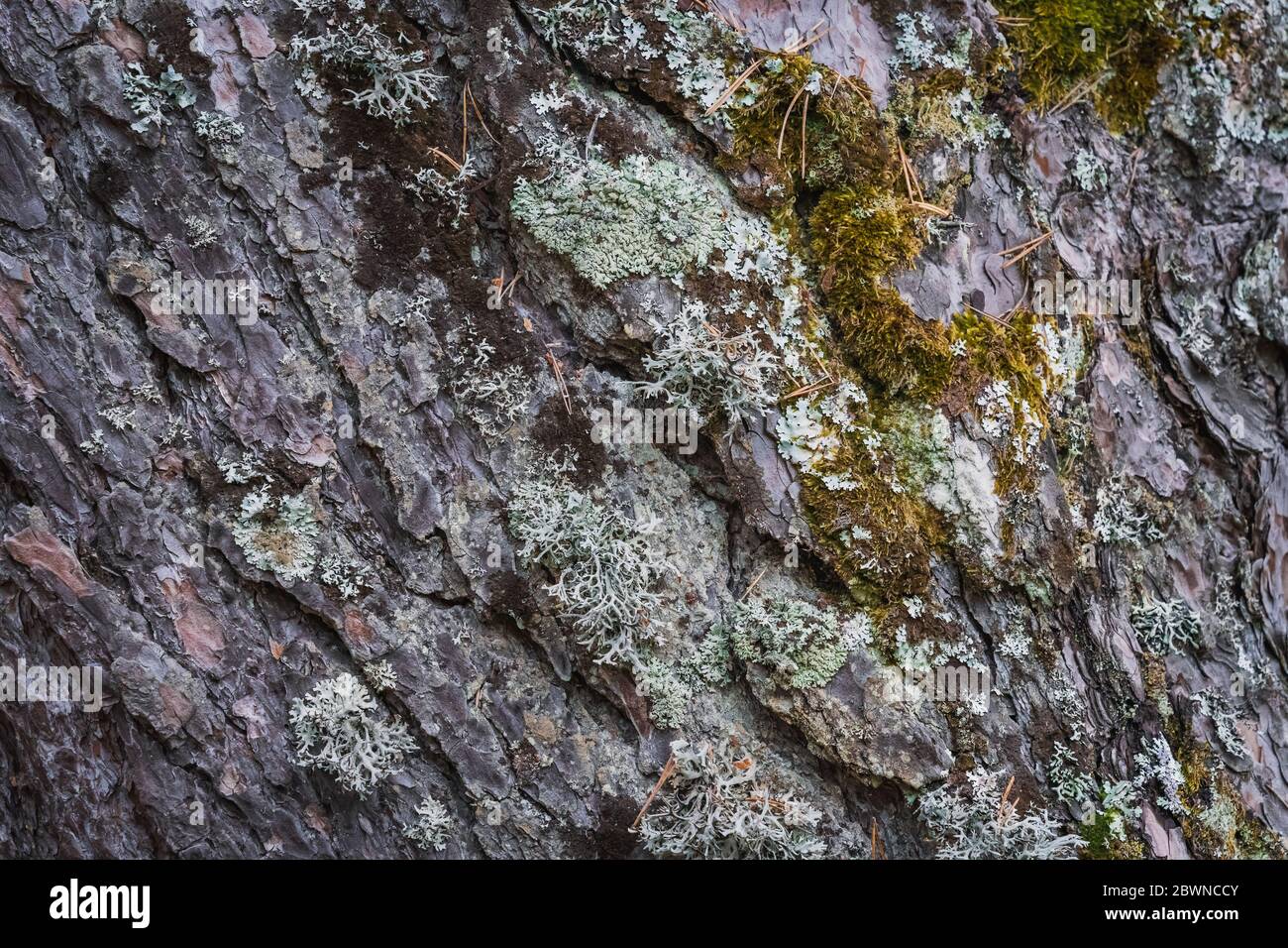 Detailed texture of a pine tree bark with lichens Stock Photo - Alamy