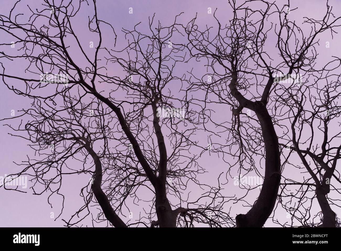 Dark branches against the sunset sky of an Aesculus hippocastanum tree ...
