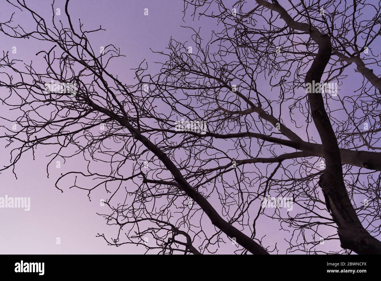 Dark branches against the sunset sky of an Aesculus hippocastanum tree ...