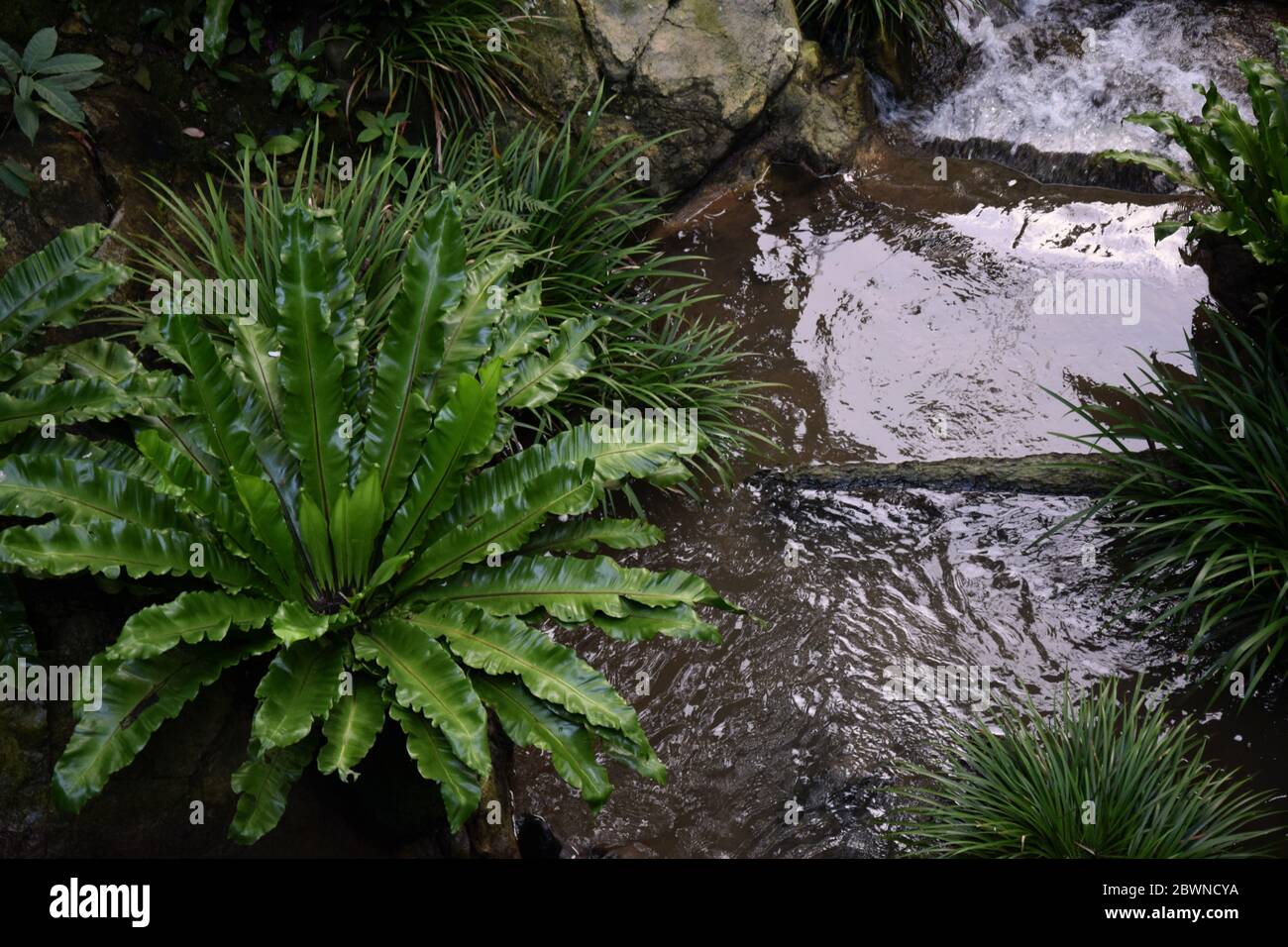 Edward youde aviary hi-res stock photography and images - Alamy