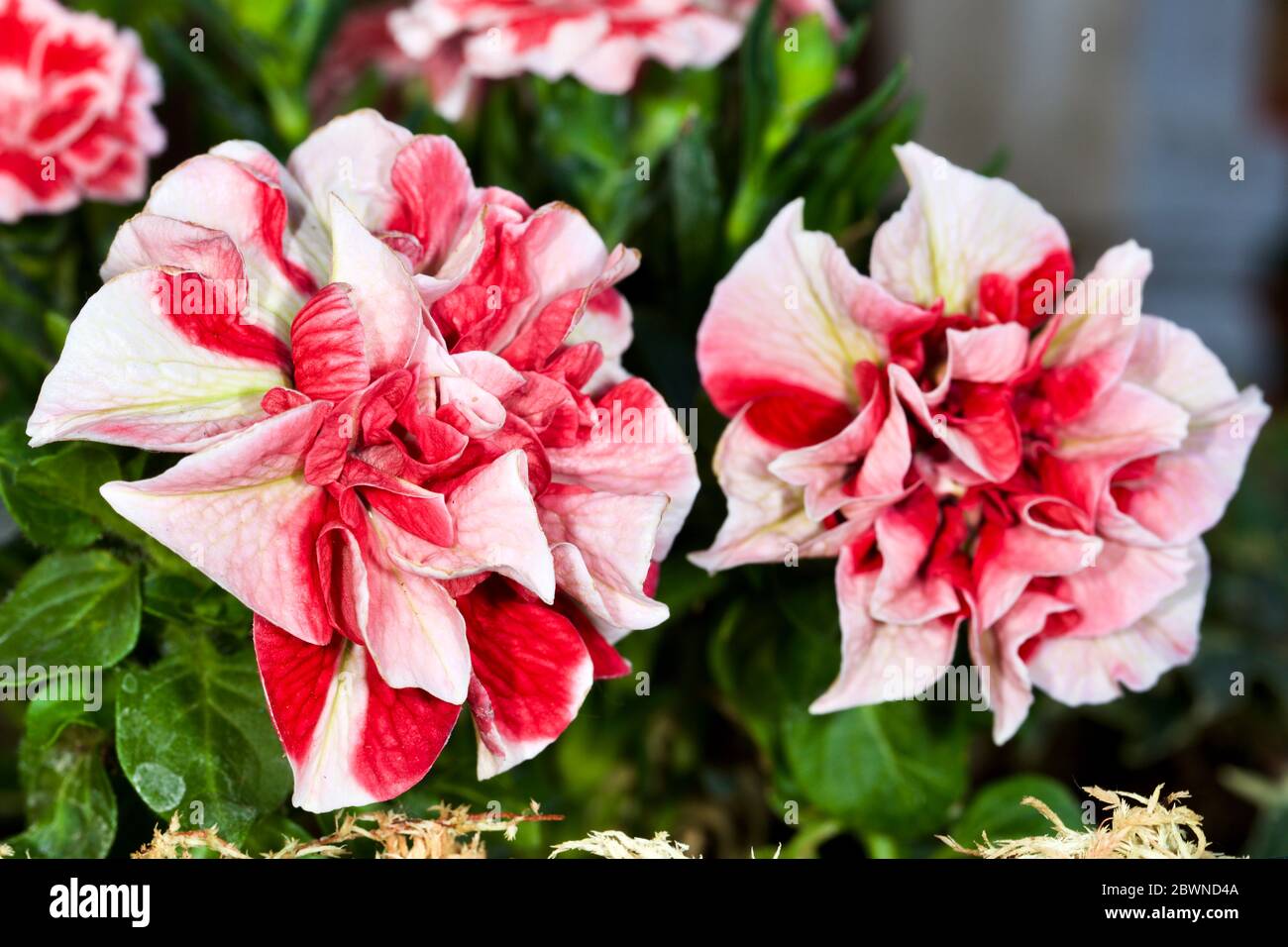 Petunia Cherry Ripple Stock Photo - Alamy
