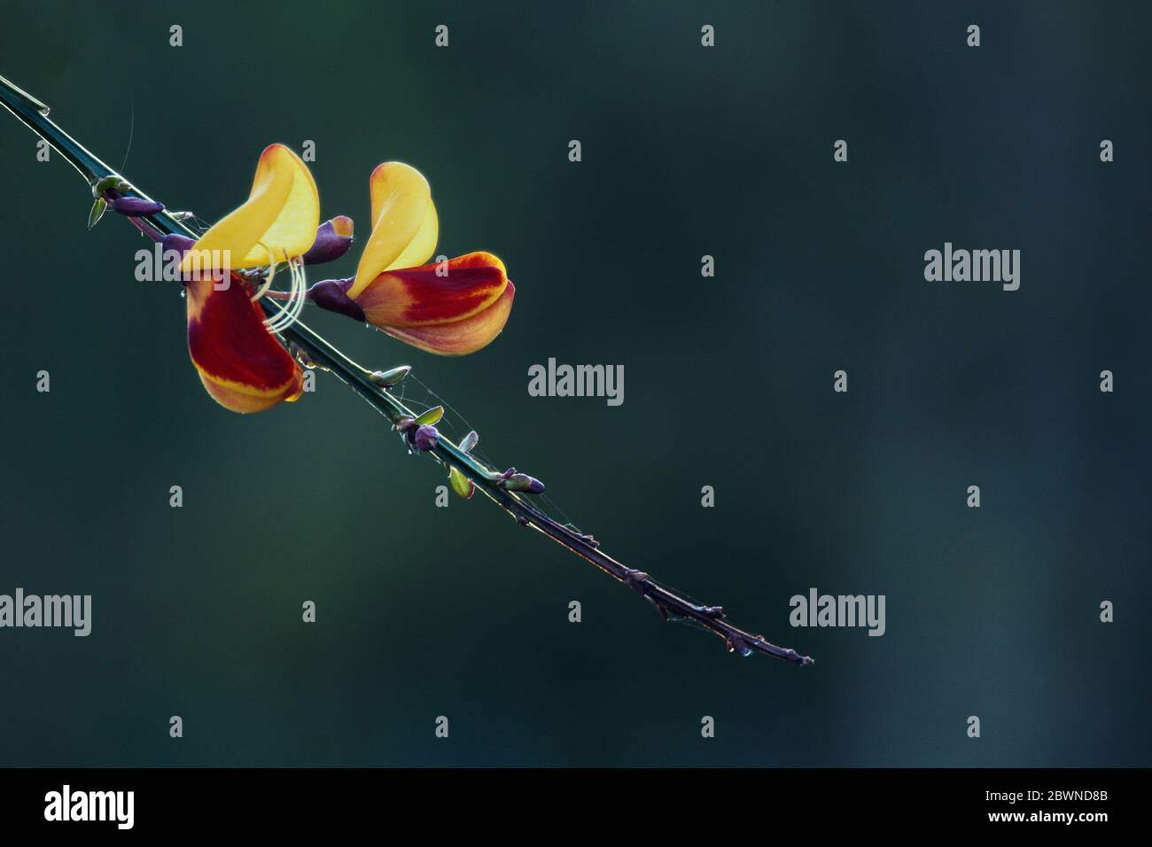 Branch of common broom hi-res stock photography and images - Alamy