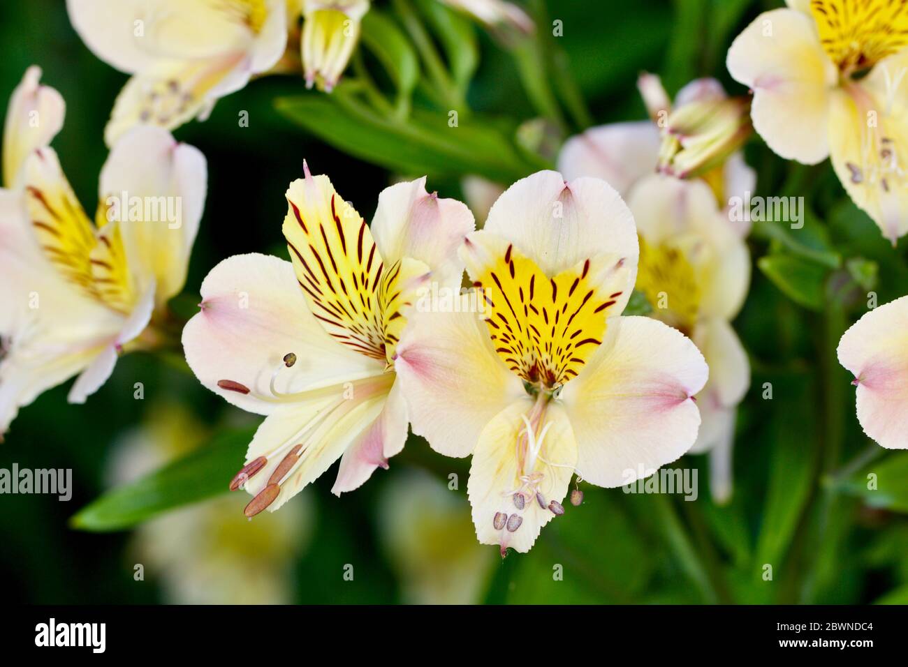 Alstroemeria 'Yellow Friendship' Peruvian lily Stock Photo - Alamy