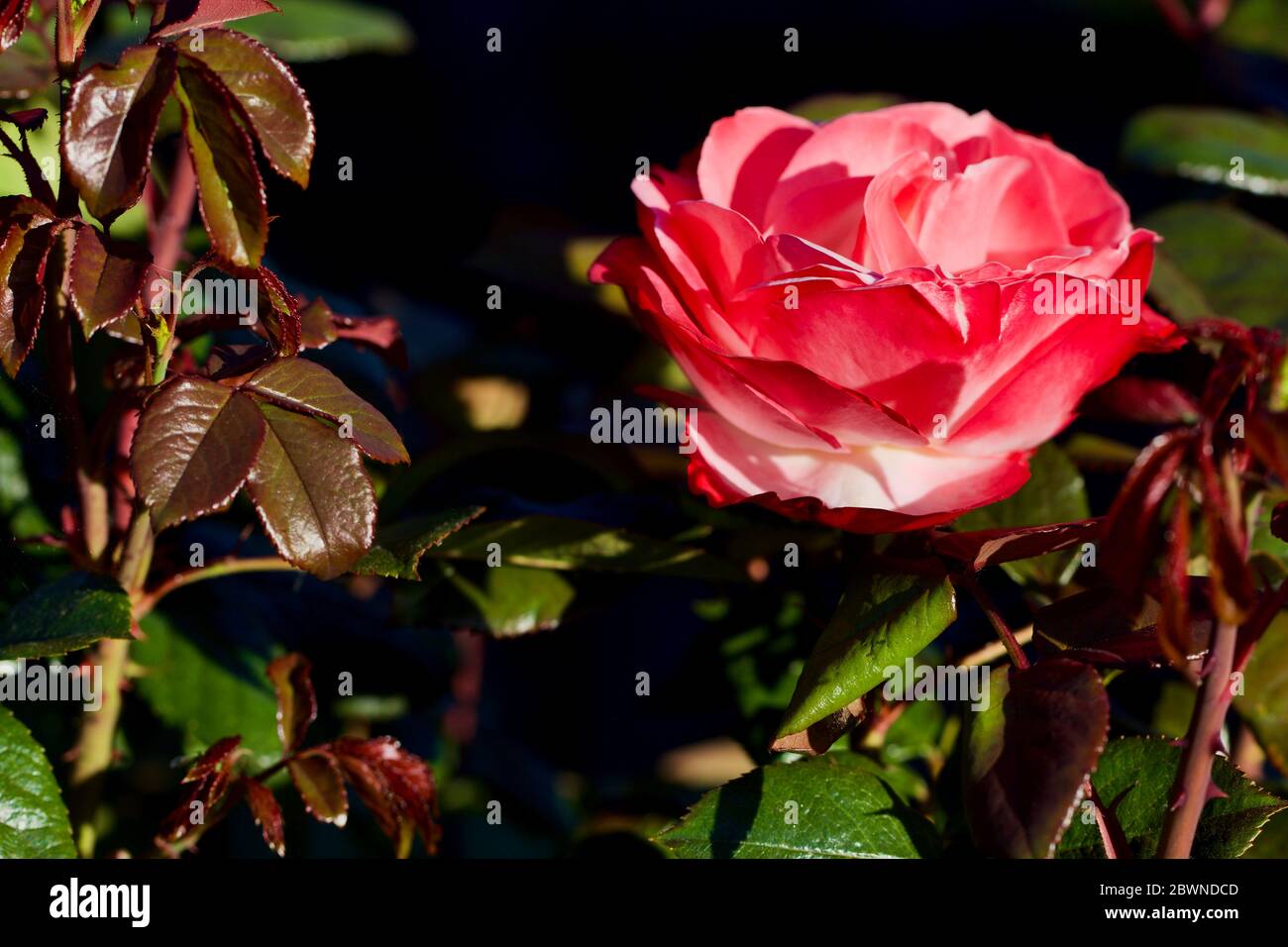 Rosa Nostalgie High Resolution Stock Photography and Images - Alamy