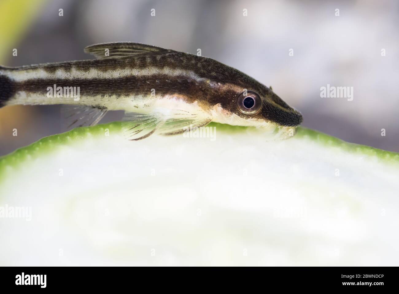 Otocinclus dwarf catfish eating cucumber Stock Photo - Alamy
