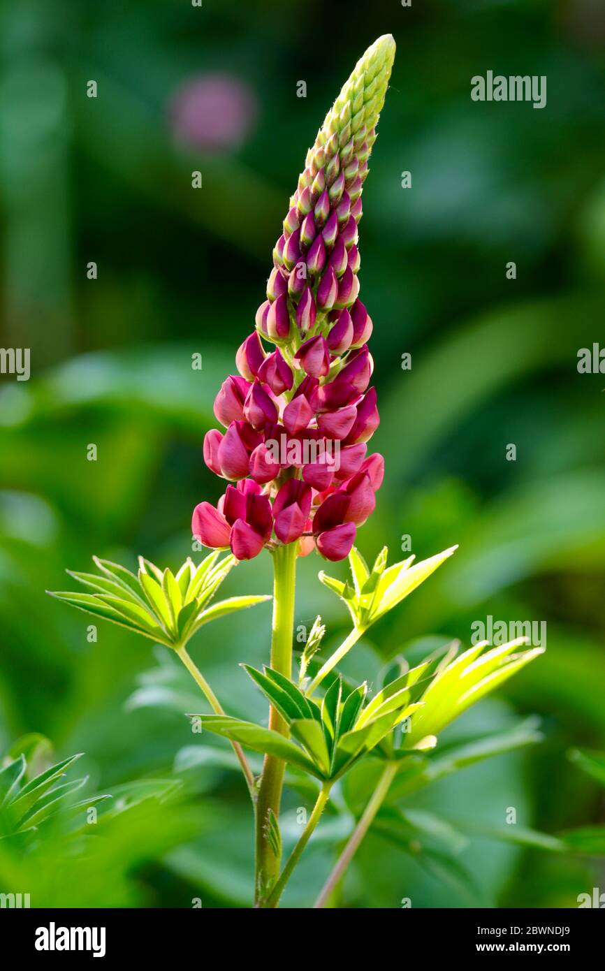 Lupinus 'Gallery Red' (Gallery Series) Lupin Stock Photo - Alamy