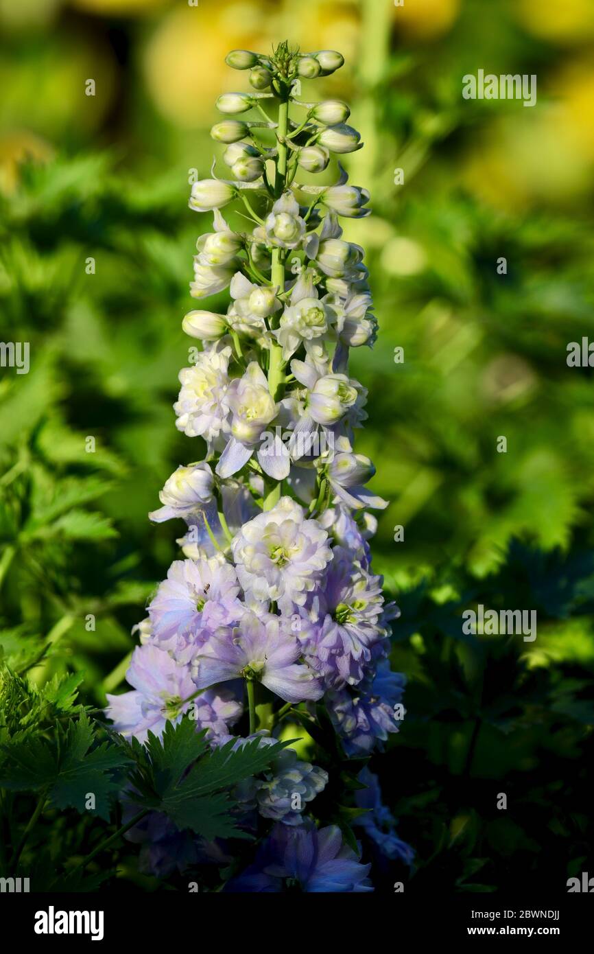 Delphinium Highlander 'Bolero' Stock Photo - Alamy