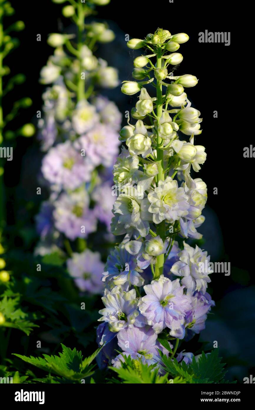 Delphinium highlander hi-res stock photography and images - Alamy
