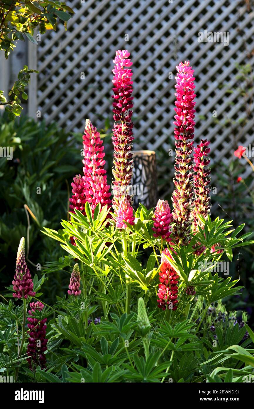 Lupinus 'Gallery Red' (Gallery Series) Lupin Stock Photo - Alamy