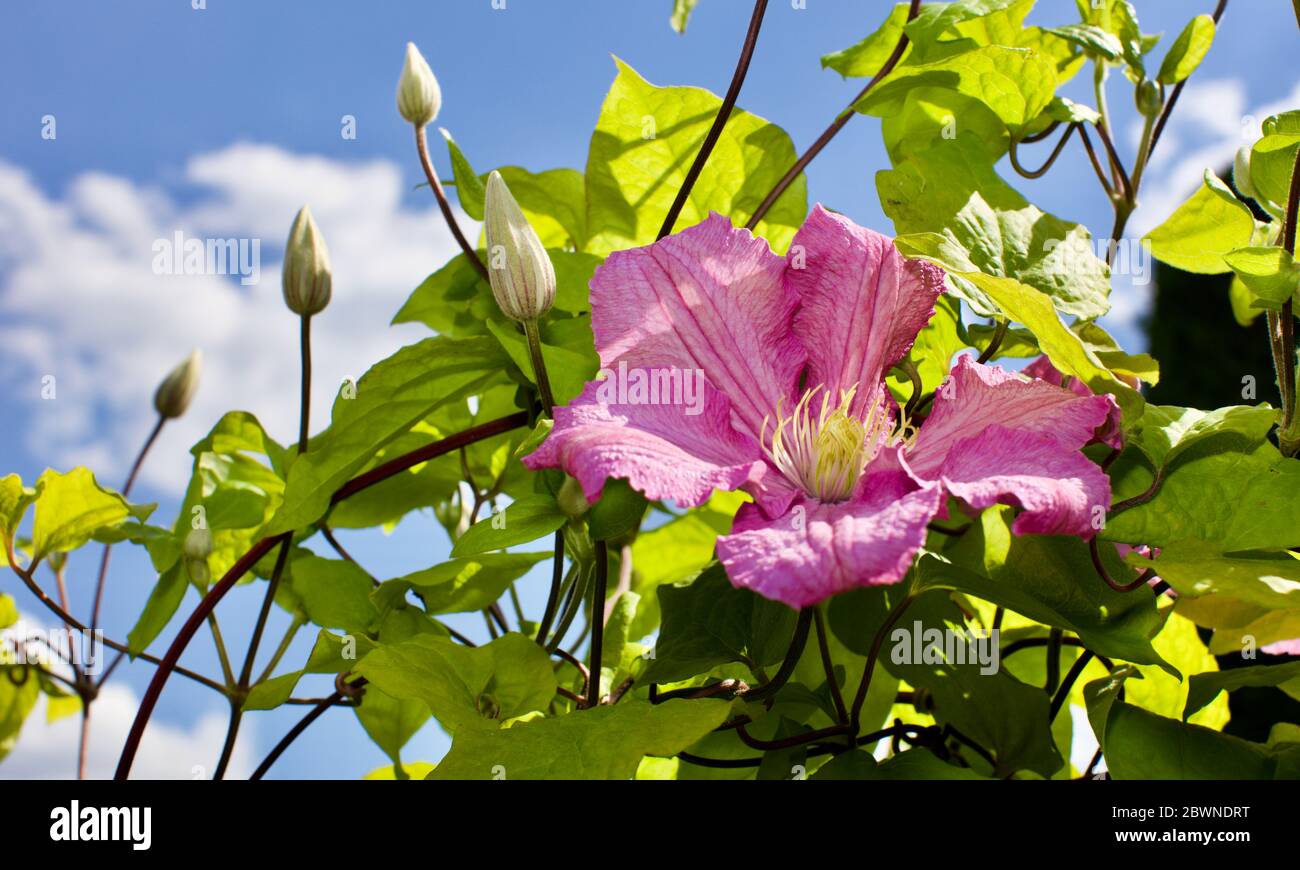 Clematis Buds High Resolution Stock Photography and Images - Alamy