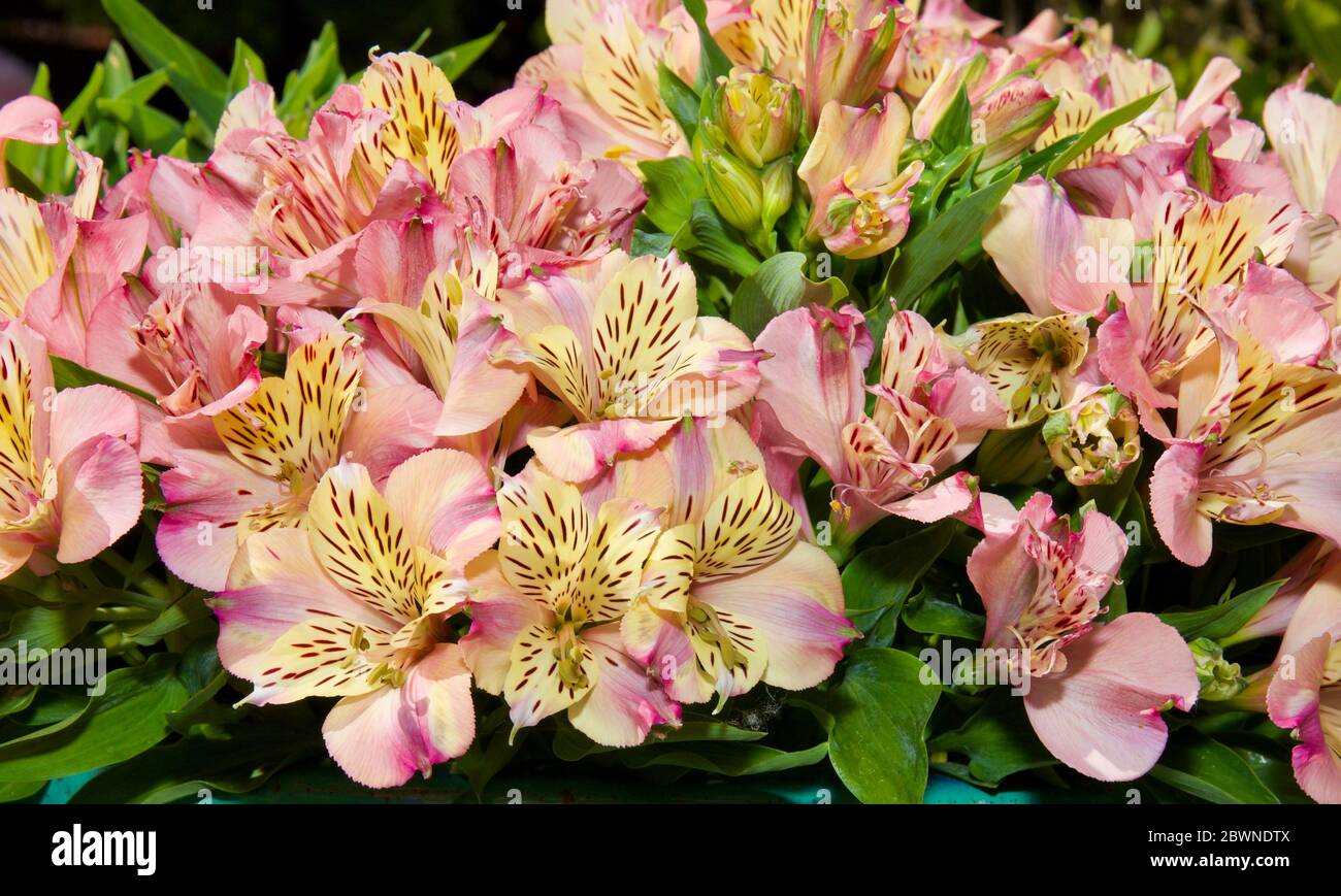 Alstroemeria 'Princess Sara' Stock Photo - Alamy