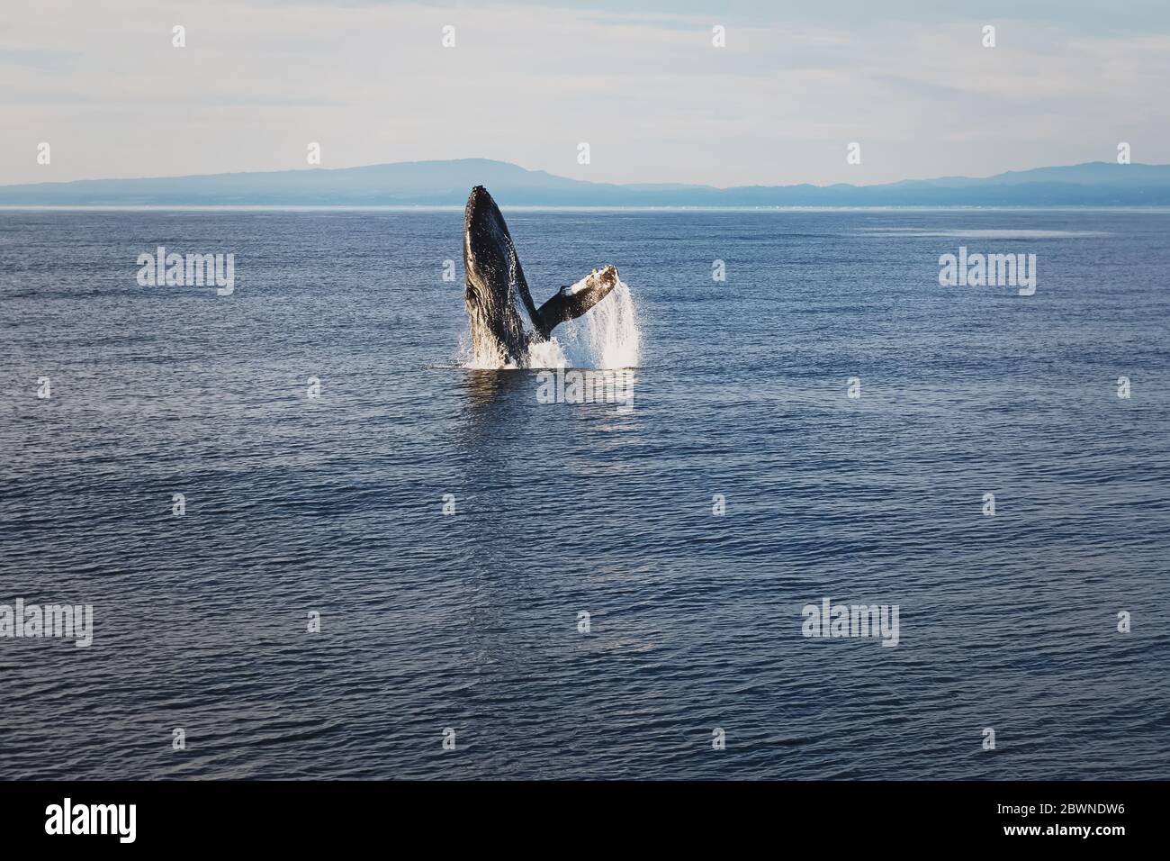 Whale jumping from the water during whale wathing Stock Photo - Alamy