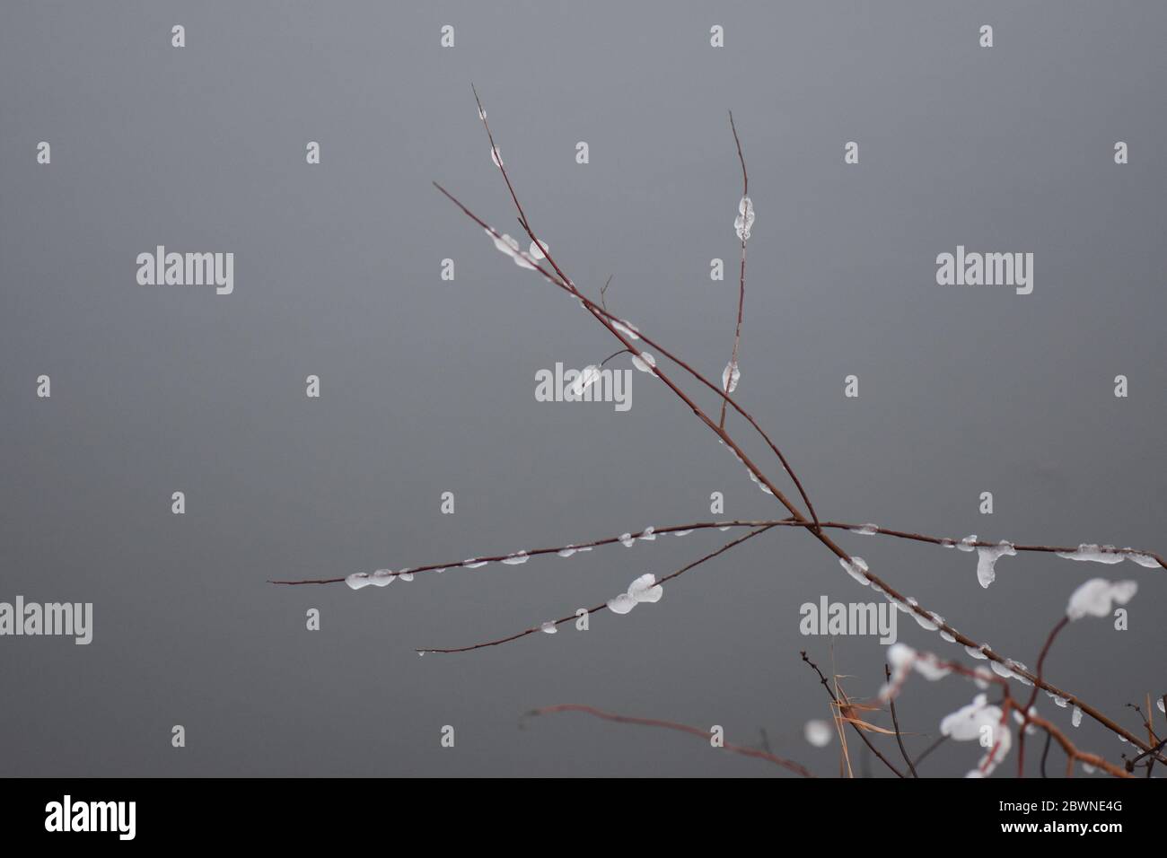 Frozen wild rose bush Stock Photo - Alamy