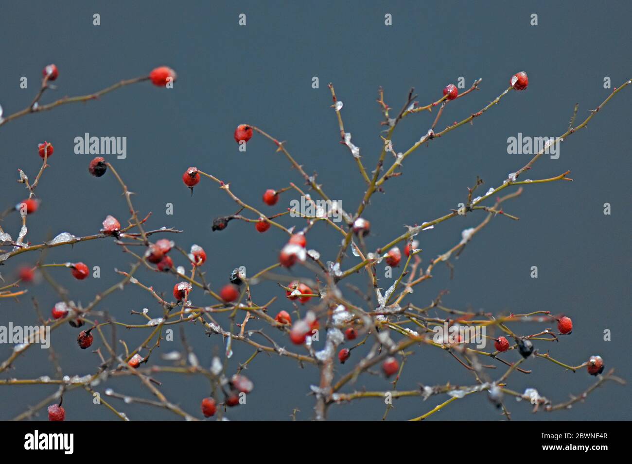 Frozen wild rose bush Stock Photo - Alamy