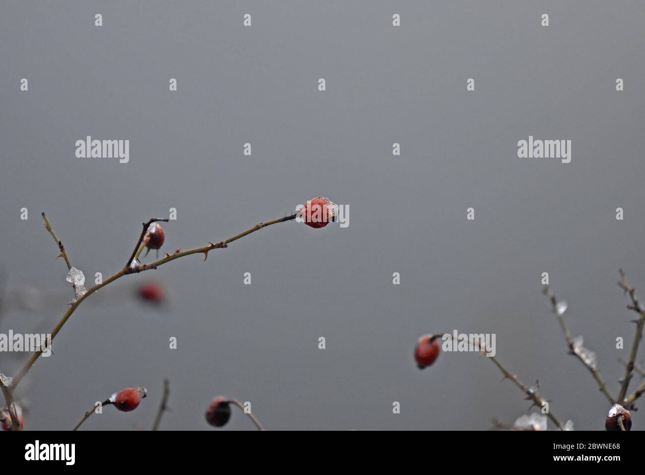 Frozen wild rose bush Stock Photo - Alamy