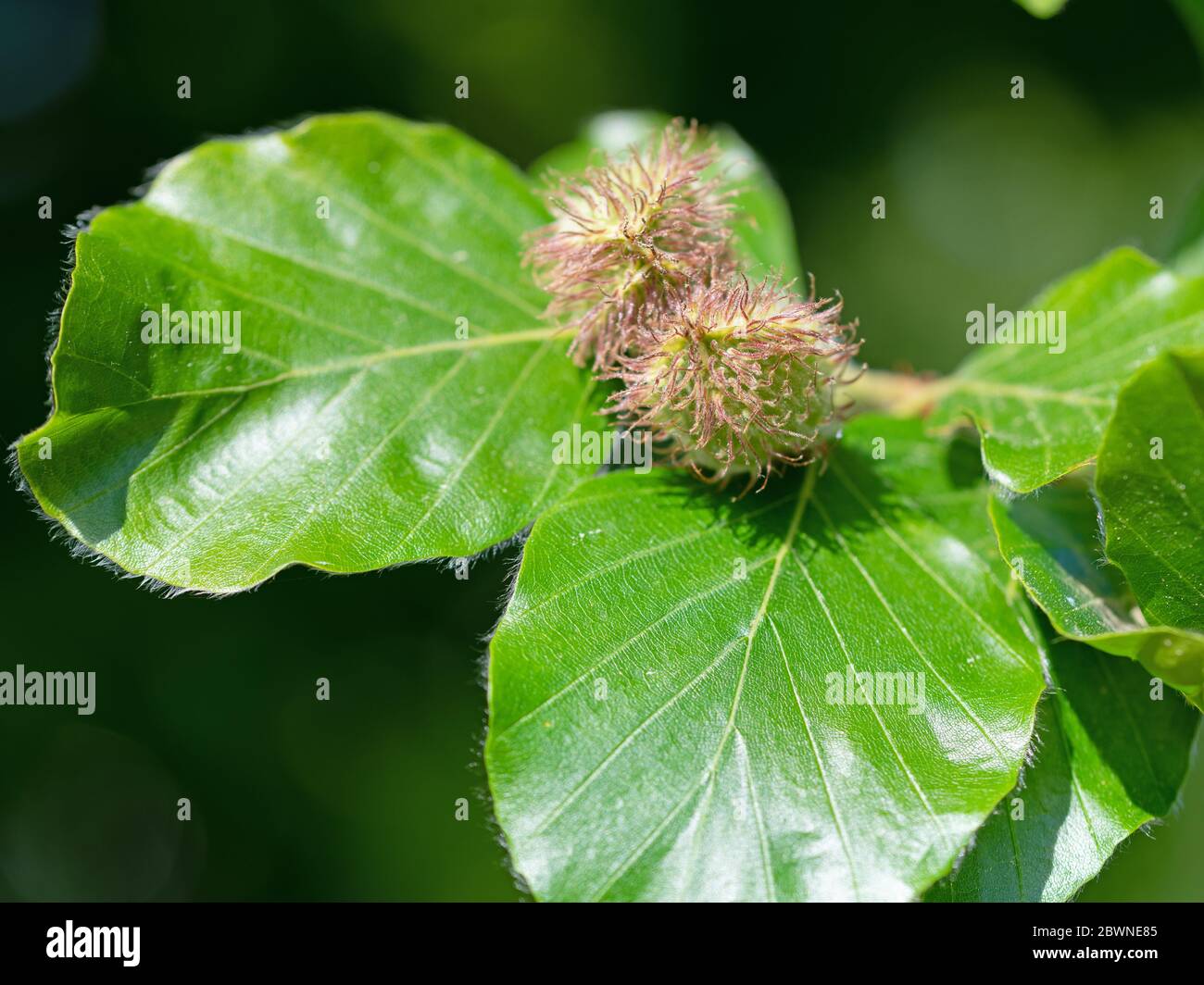 Young beech leaves, Fagus sylvatica, with beech nuts Stock Photo - Alamy