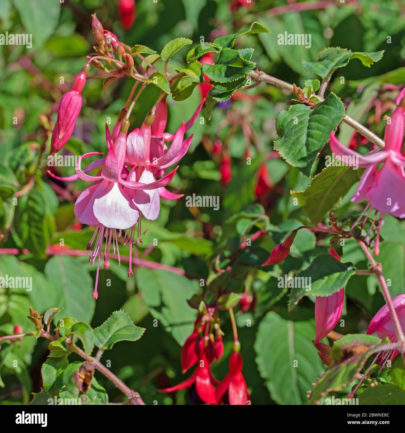 Fuchsias greenhouse hi-res stock photography and images - Alamy