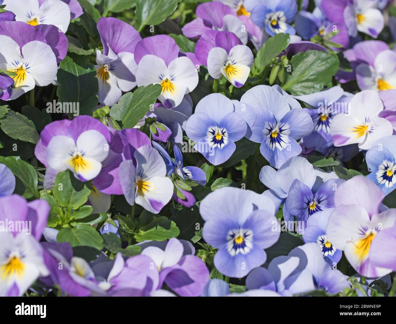 Violets are blue hi-res stock photography and images - Alamy