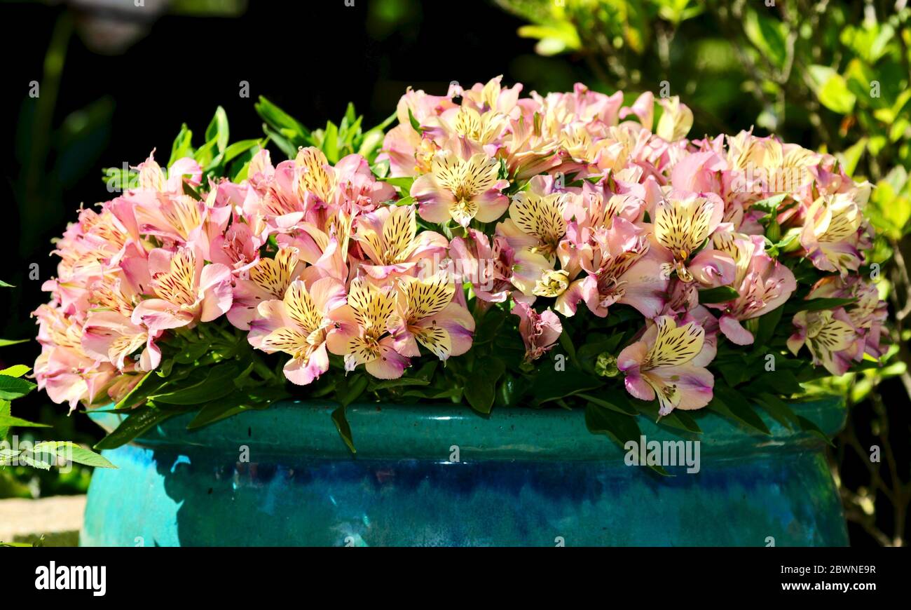 Alstroemeria princess lilies hi-res stock photography and images - Alamy
