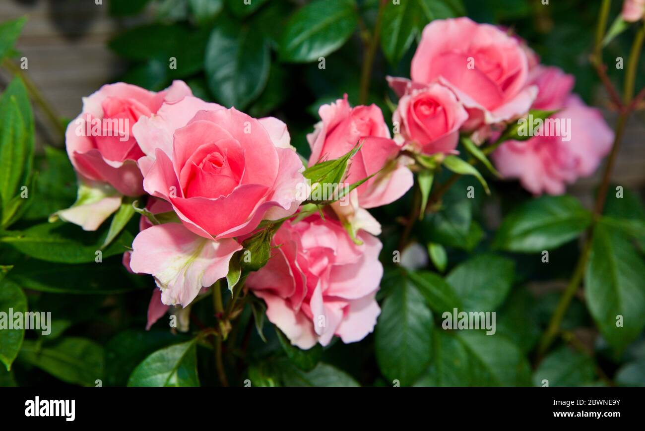 Rosa You're Beautiful - Rose of the Year 2013 Stock Photo - Alamy