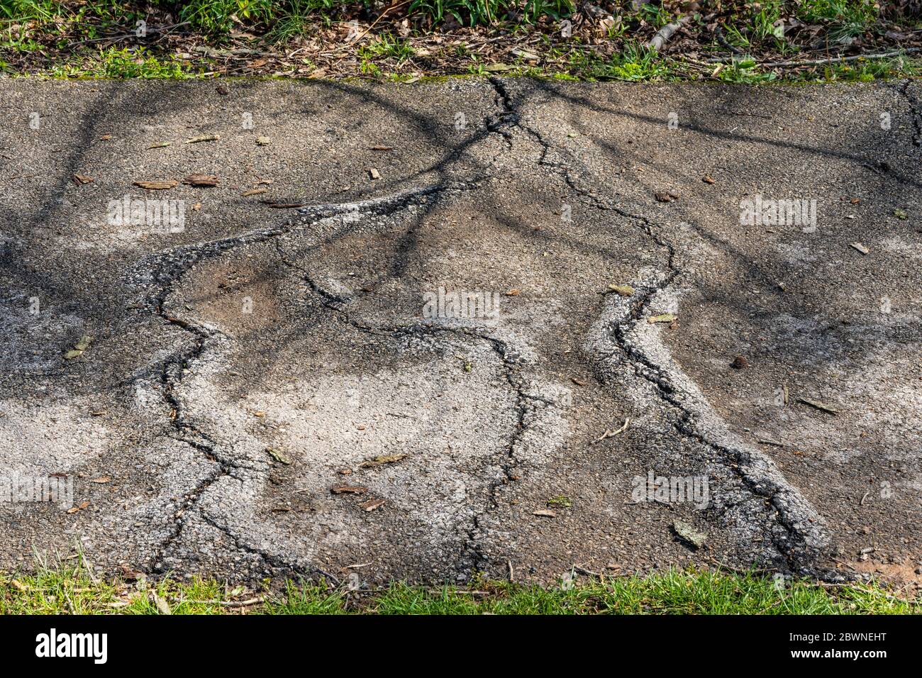 Tree roots damage pavement hi-res stock photography and images - Alamy
