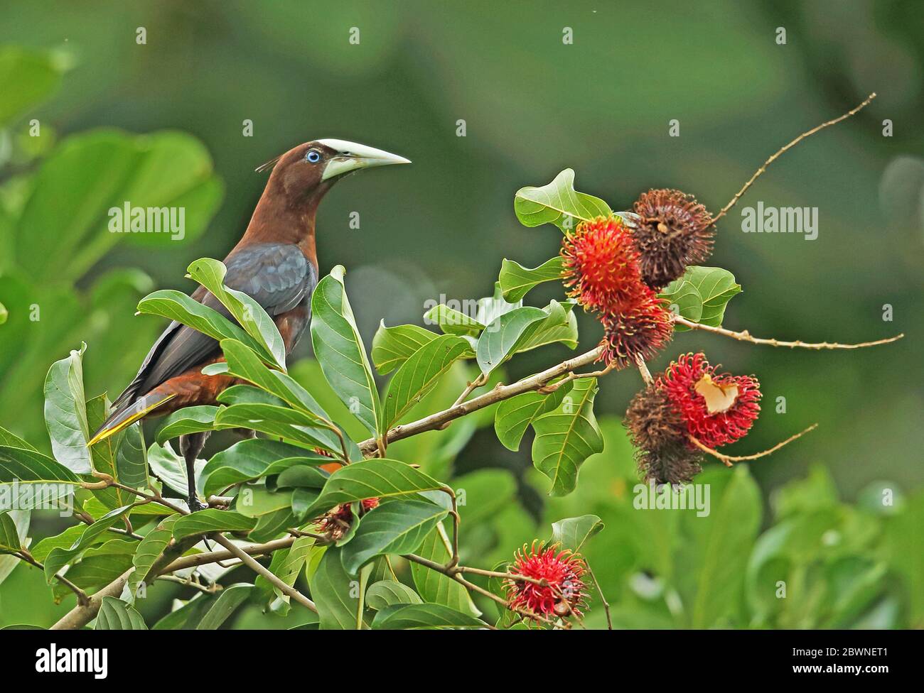 Chestnut headed oropendola hi-res stock photography and images - Alamy