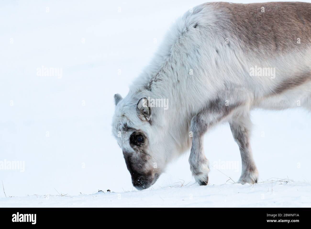 Arctic reindeer digging hi-res stock photography and images - Alamy