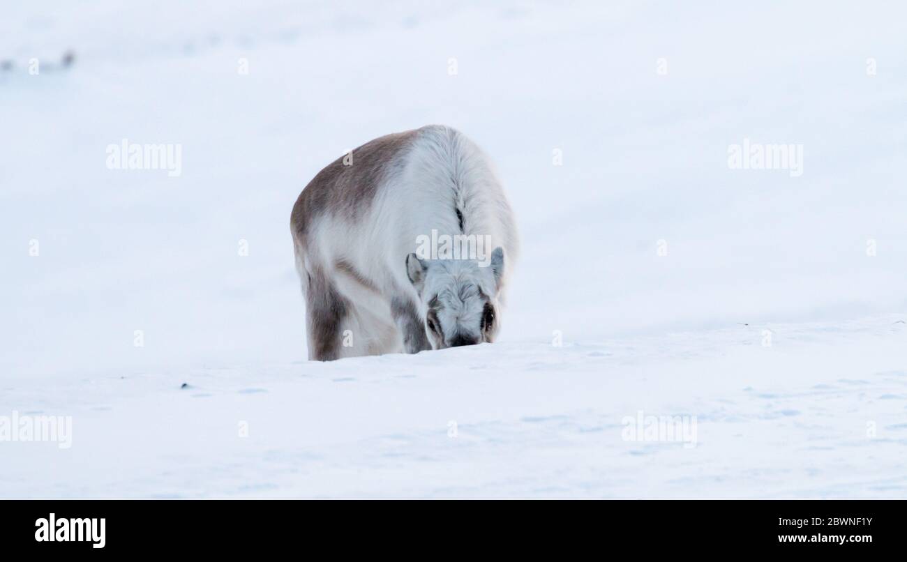 Svalbard food hi-res stock photography and images - Alamy