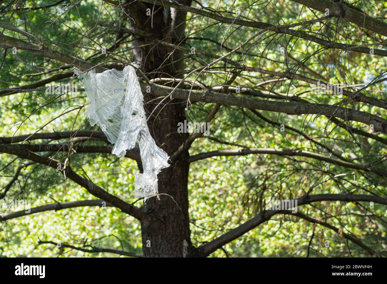 discarded plastic hanging from the branch of a tree spoiling the ...