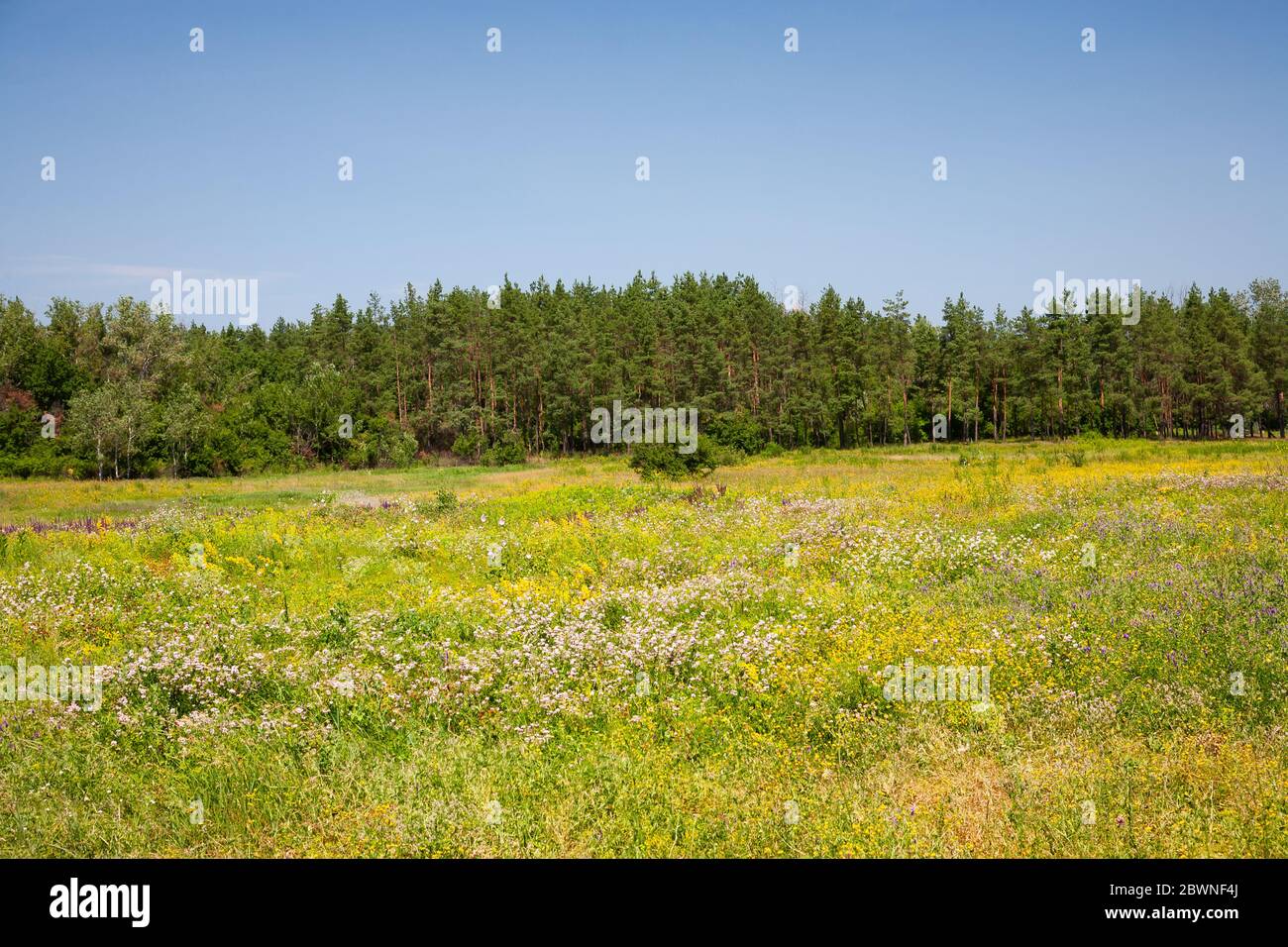 Field backdrop with forest hi-res stock photography and images - Alamy