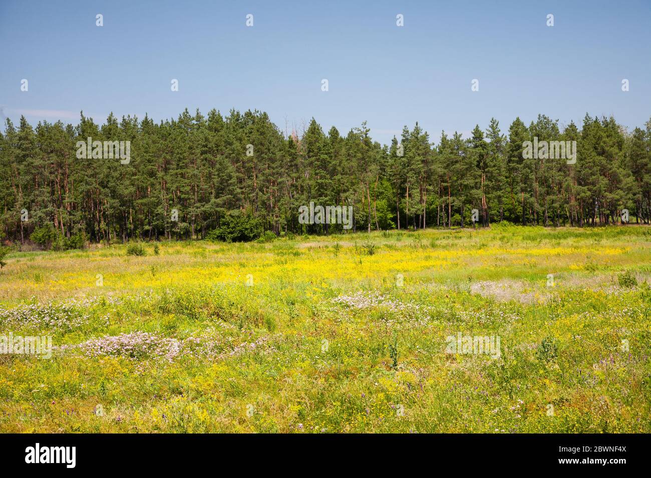 Field backdrop with forest hi-res stock photography and images - Alamy