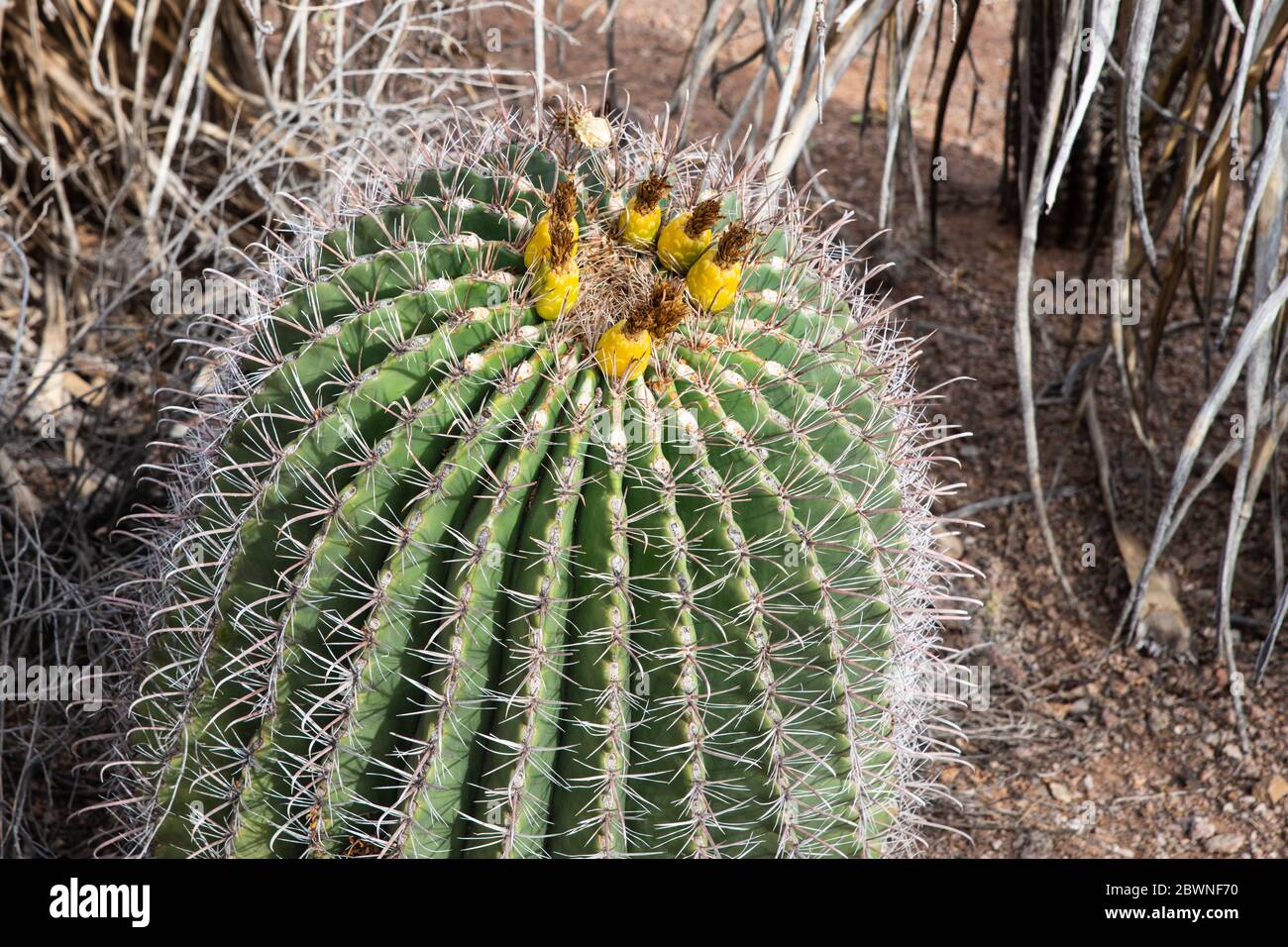 Fishhok Barrel Cactus or Ferocactus wislizeni is native to the ...
