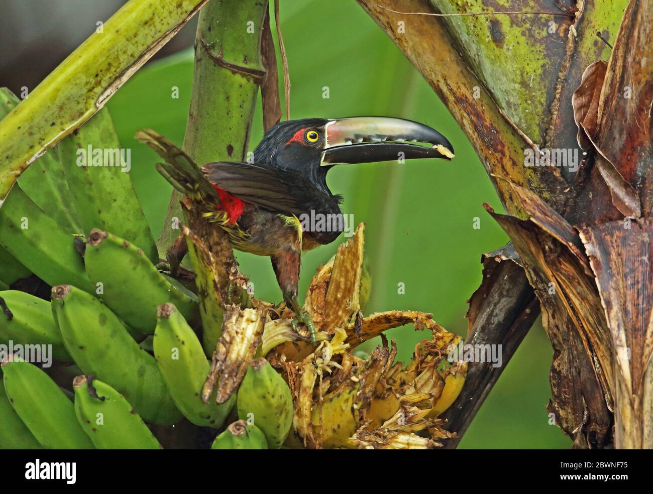 Collared Aracari (Pteroglossus torquatus torquatus) adult feeding on ...