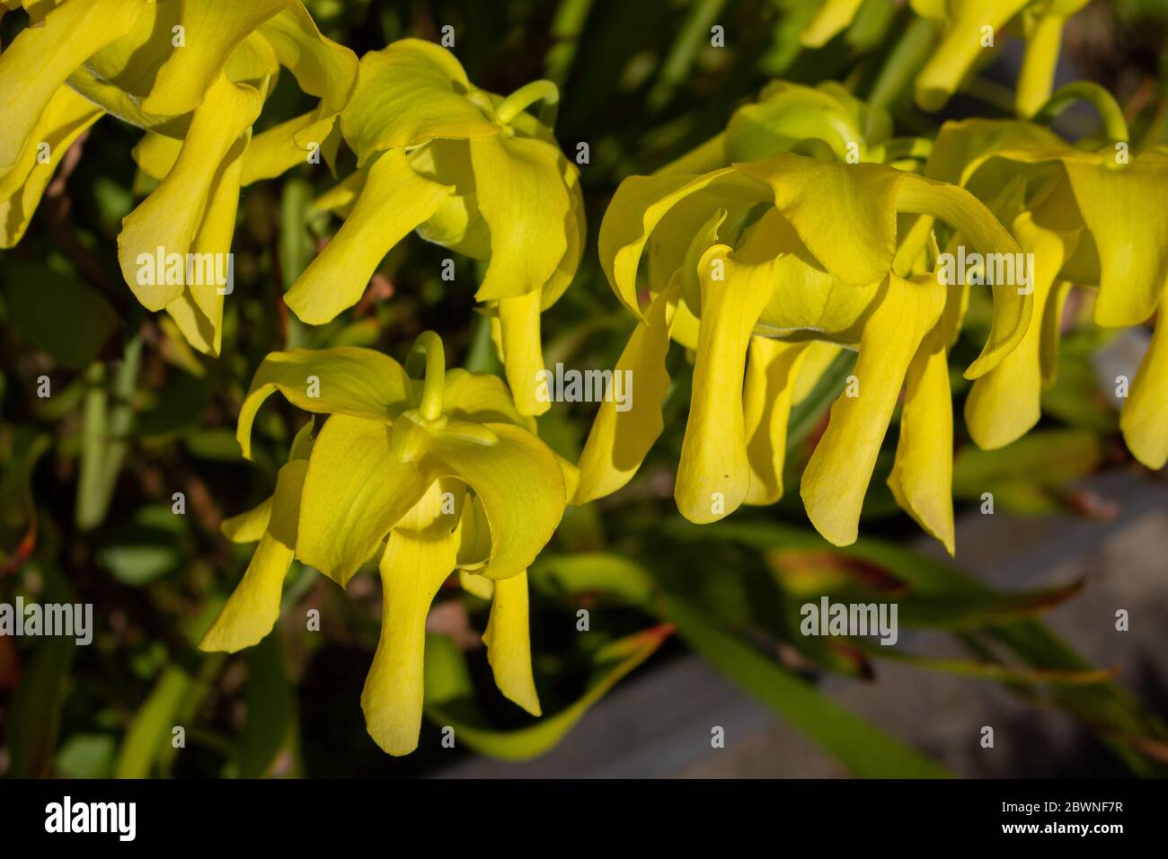 Close up of the flowers of a yellow pitcher plant, Sarracenia flava or ...