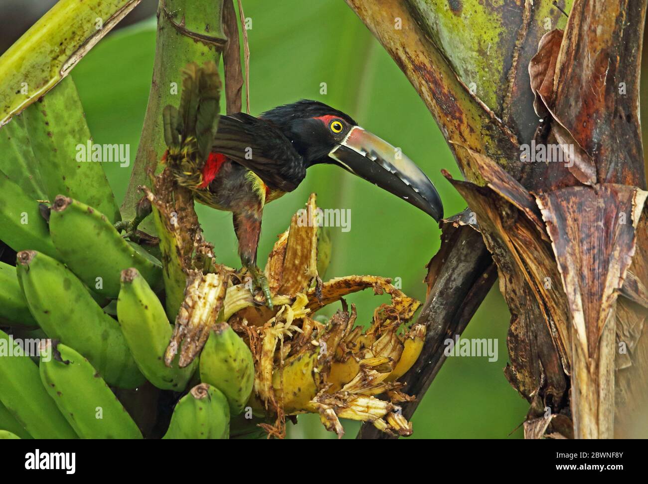 Collared Aracari (Pteroglossus torquatus torquatus) adult feeding on ...