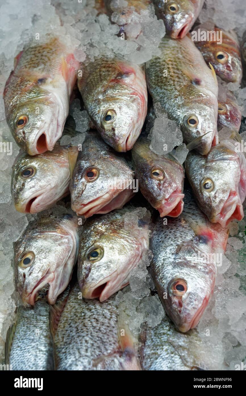 Atlantic croaker hi-res stock photography and images - Alamy