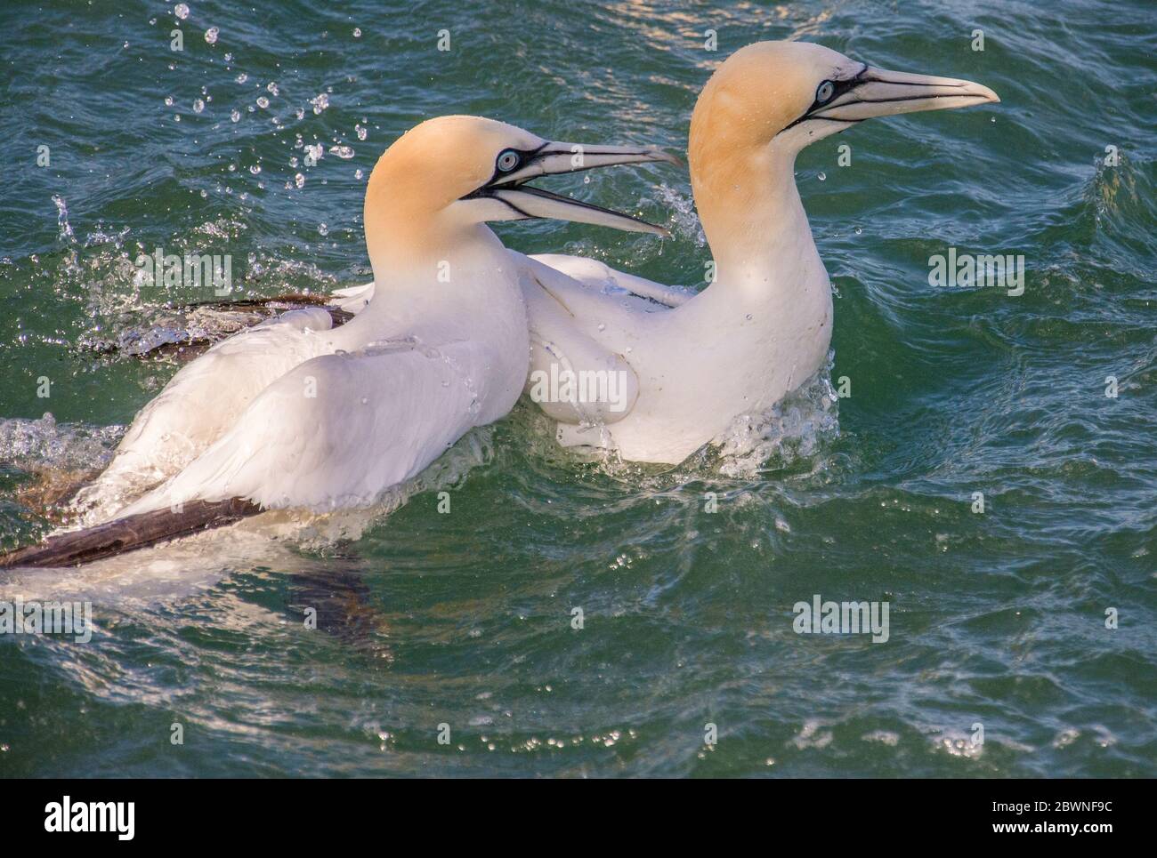 Fighting action hi-res stock photography and images - Alamy