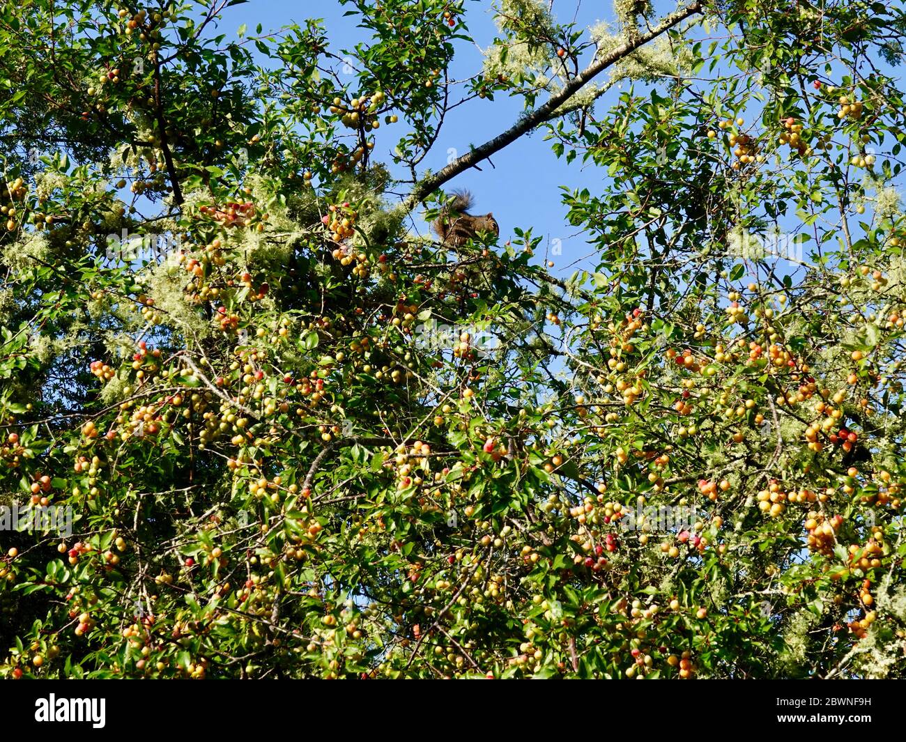 Hog plum tree hi-res stock photography and images - Alamy