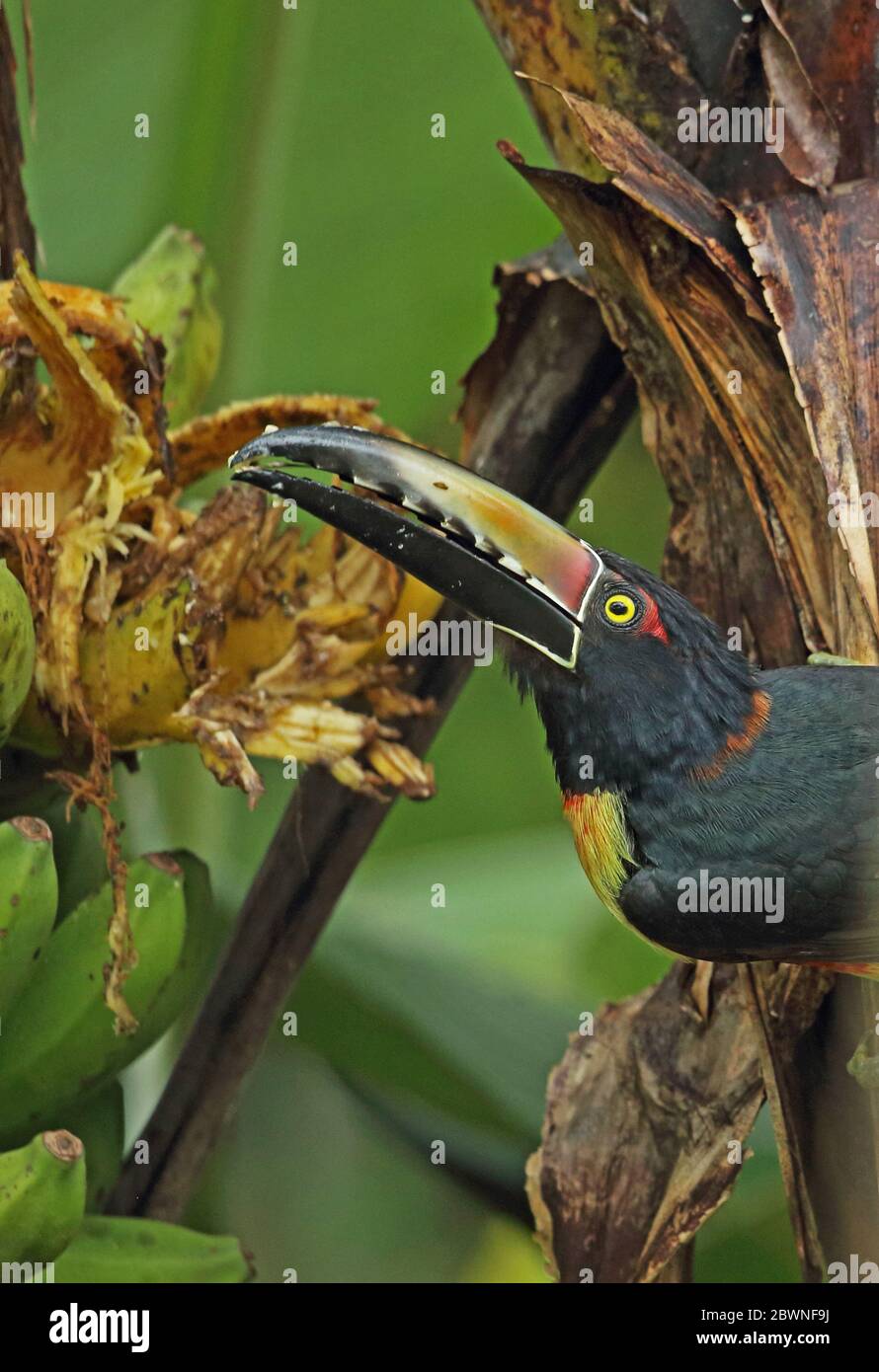 Collared Aracari (Pteroglossus torquatus torquatus) close-up of adult ...