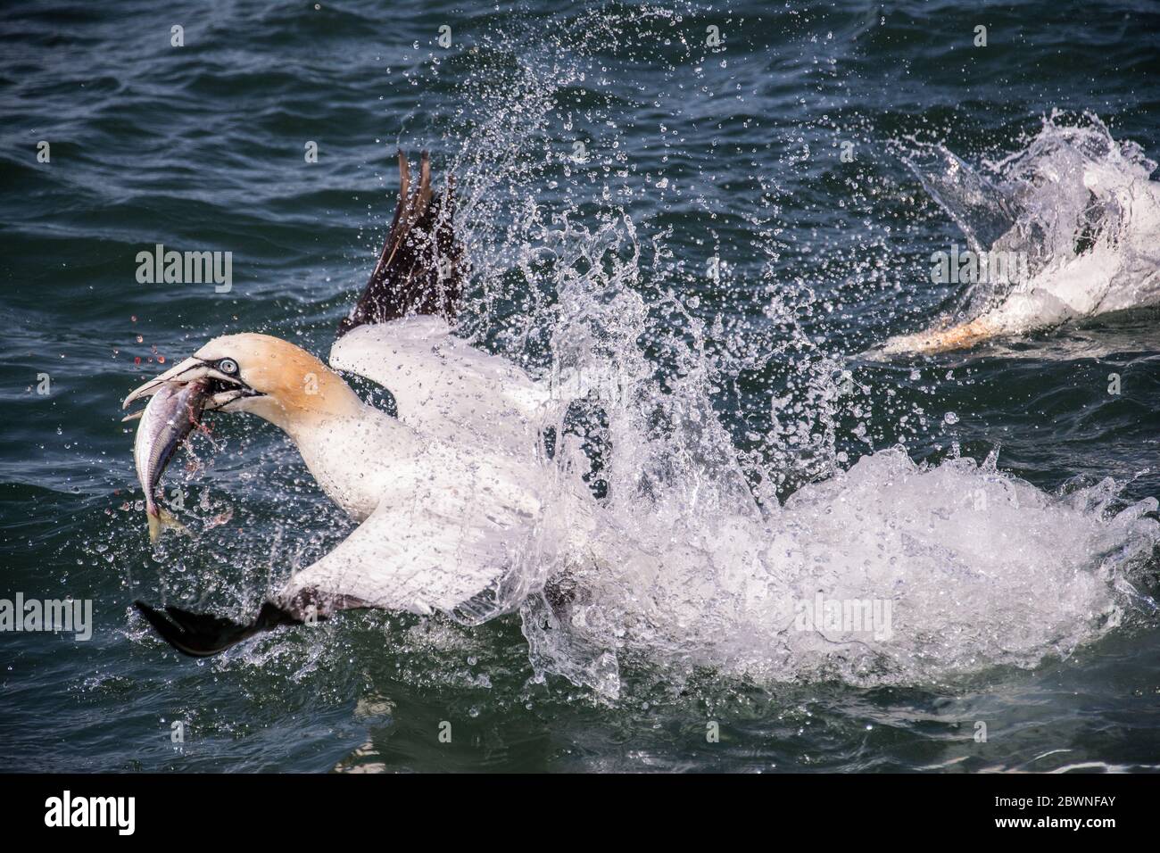 Fighting gannets hi-res stock photography and images - Alamy