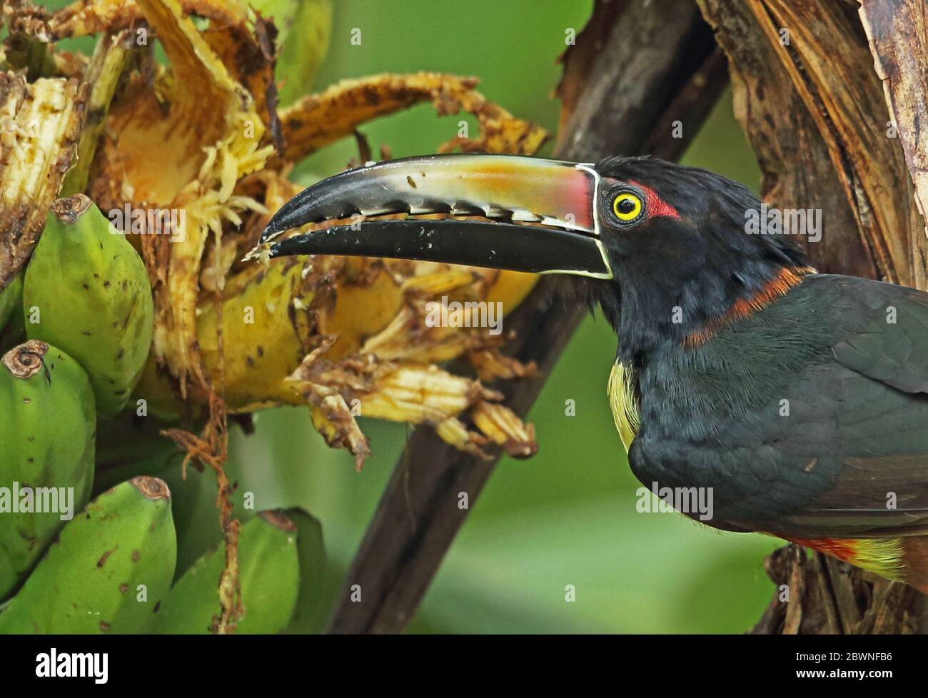 Collared Aracari (Pteroglossus torquatus torquatus) close-up of adult ...