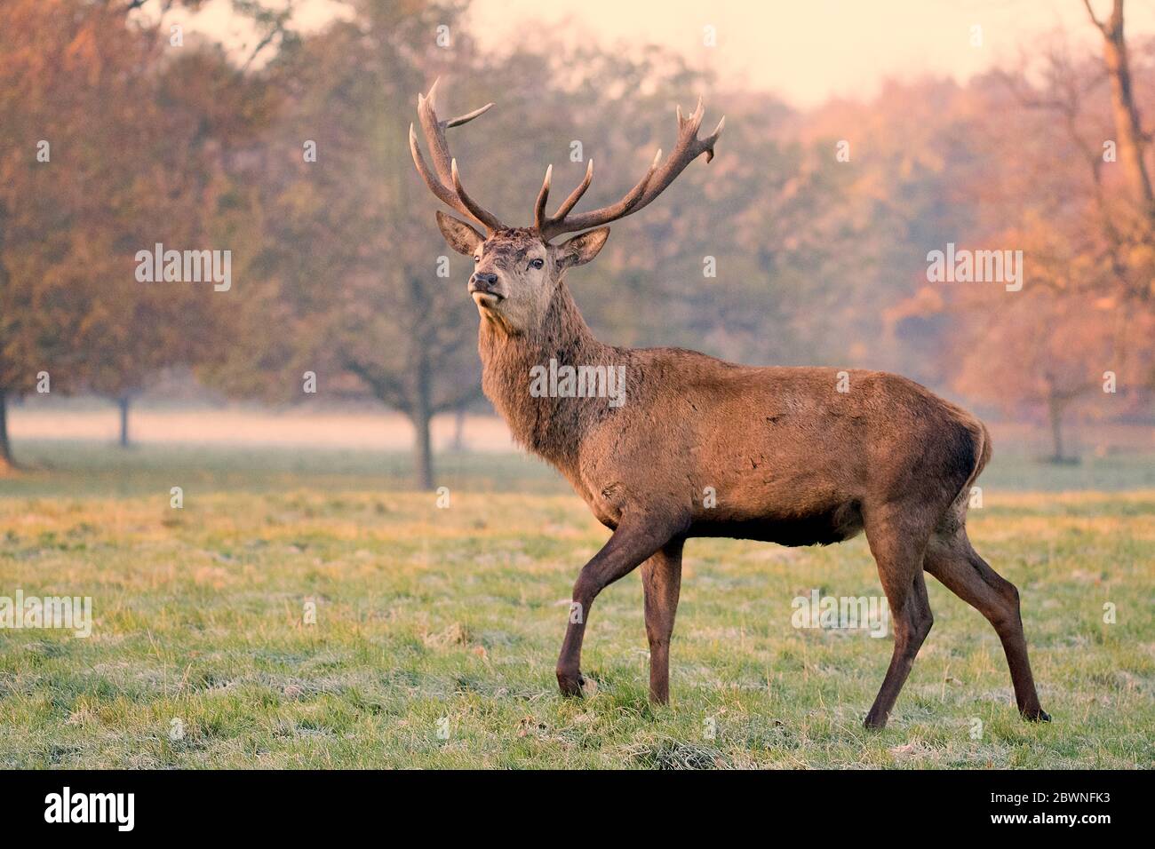 Strutting stag hi-res stock photography and images - Alamy