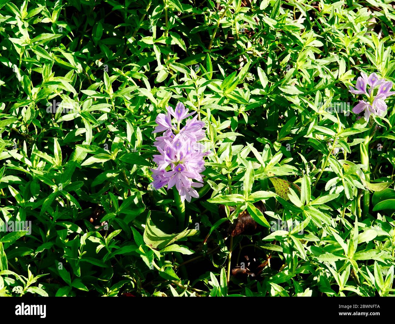 Water hyacinth invasive species hi-res stock photography and images - Alamy