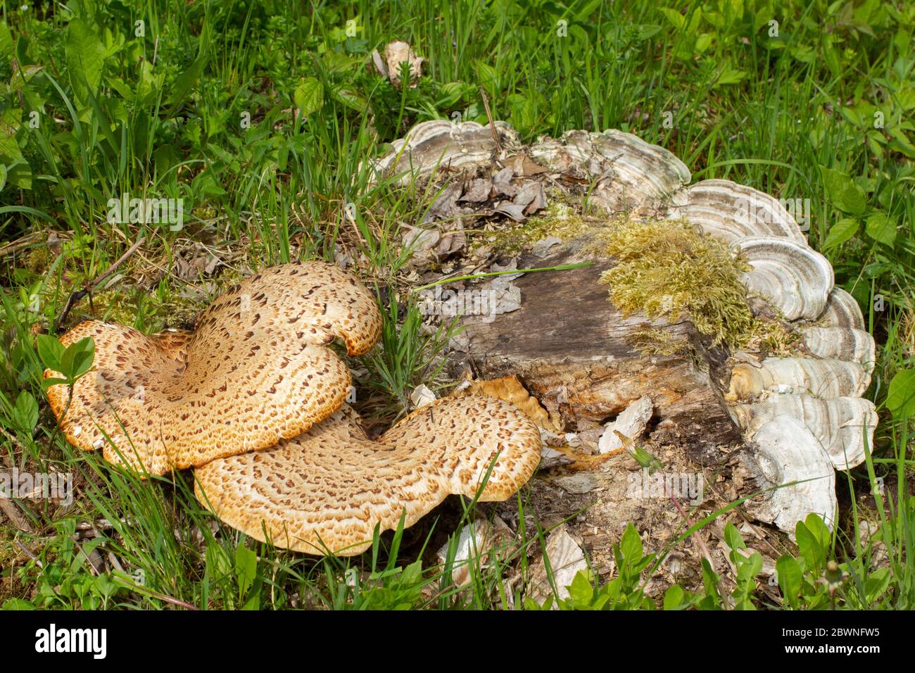 Bracket mushroom hi-res stock photography and images - Alamy