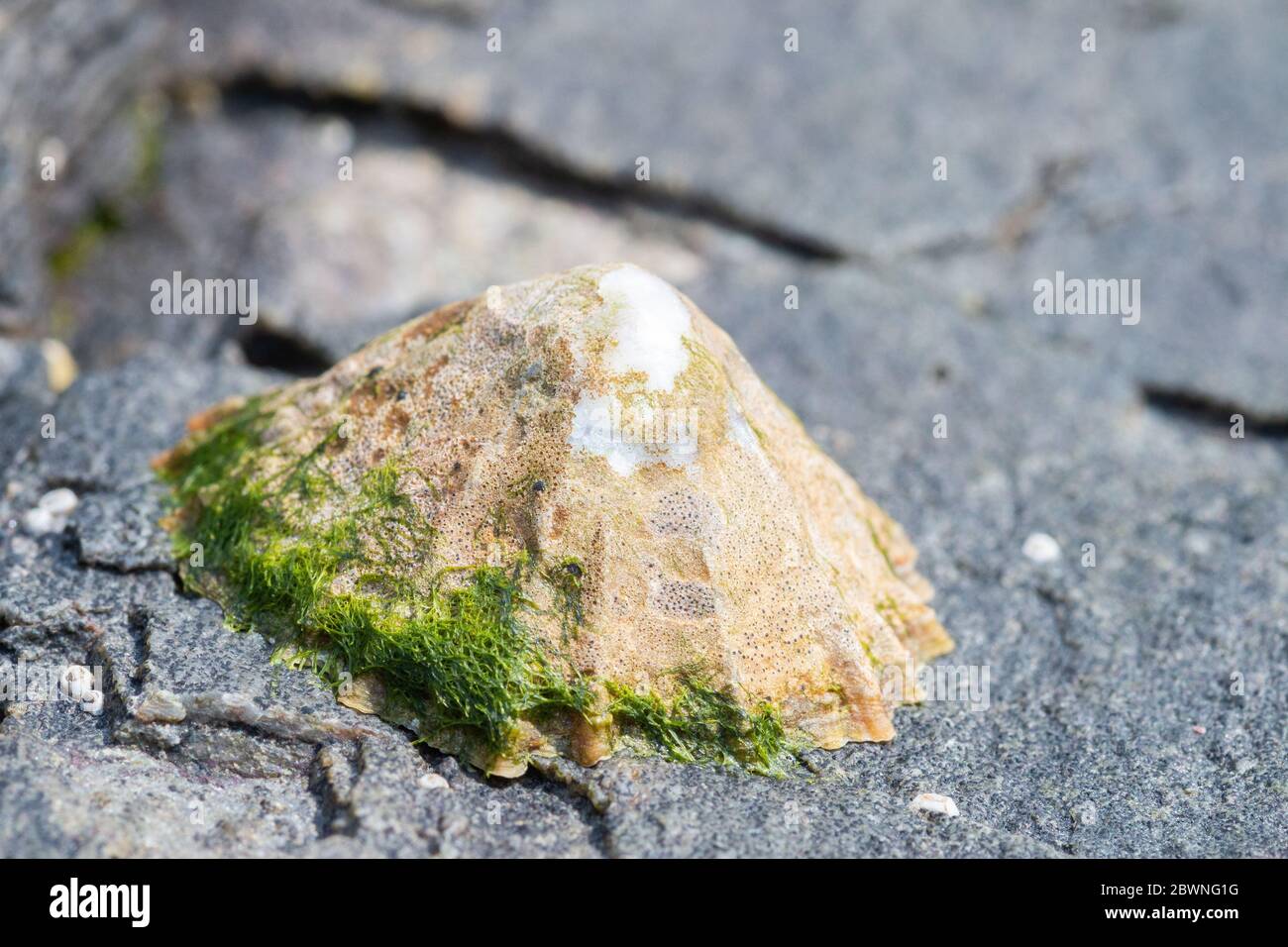 Common limpet attached to a rock Stock Photo - Alamy