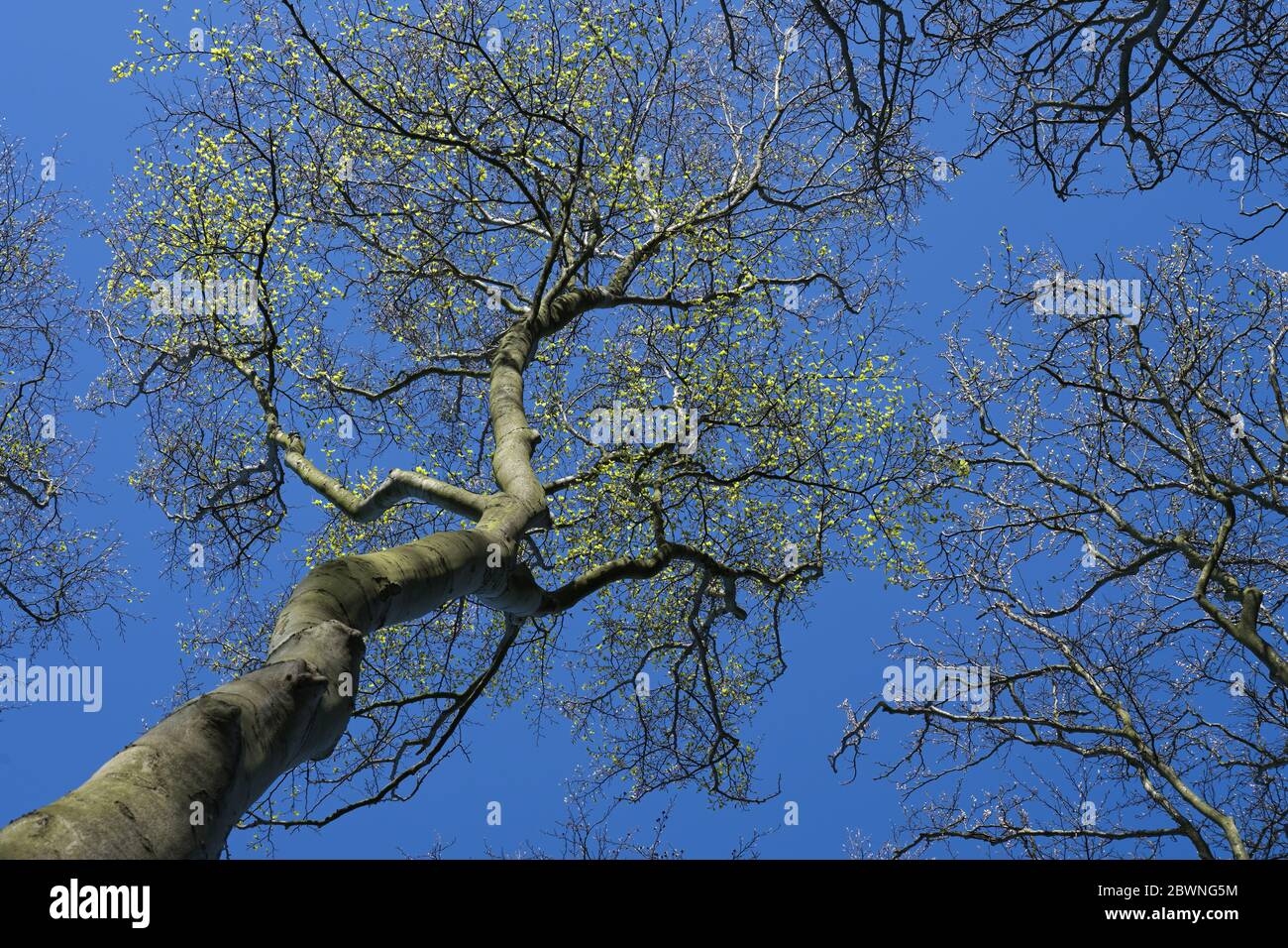 View into the crown of an old beech tree with the first leaves in ...