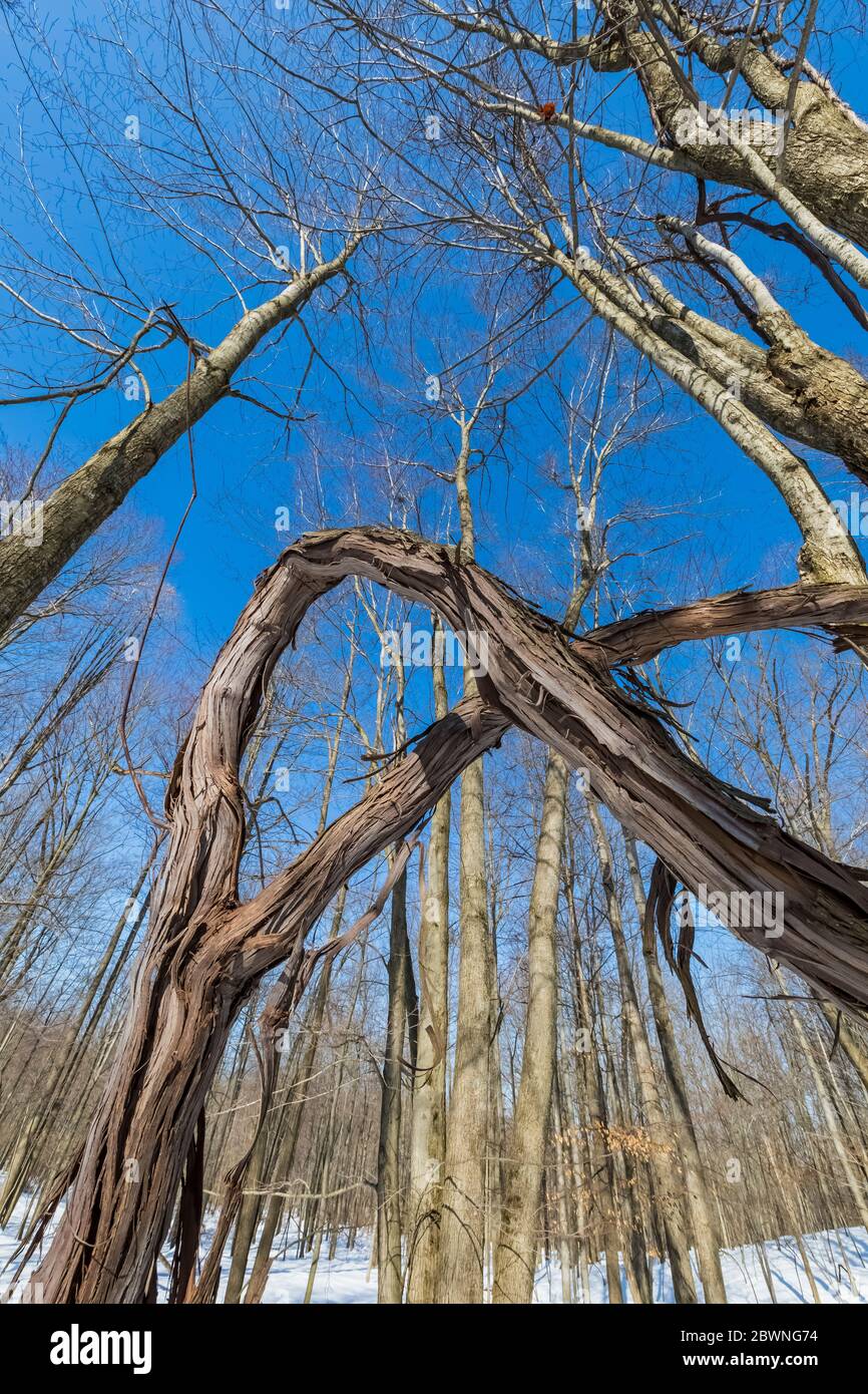 Wild Grapes, Vitis riparia, climbing into the forest canopy at the ...
