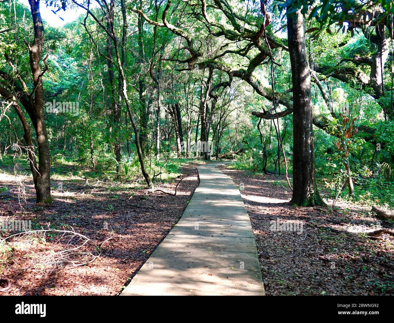 Sidewalk path through the woods at the La Chua Trail, Paynes Prairie ...